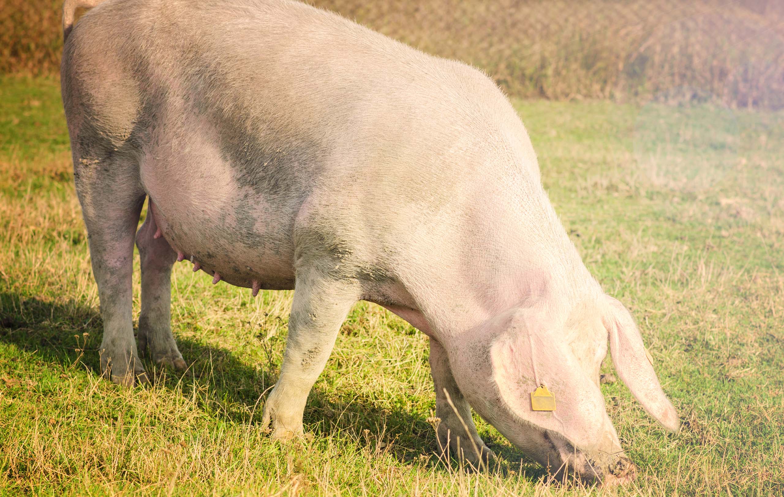 WCD of Agriculture to host African Swine Fever information days in ...