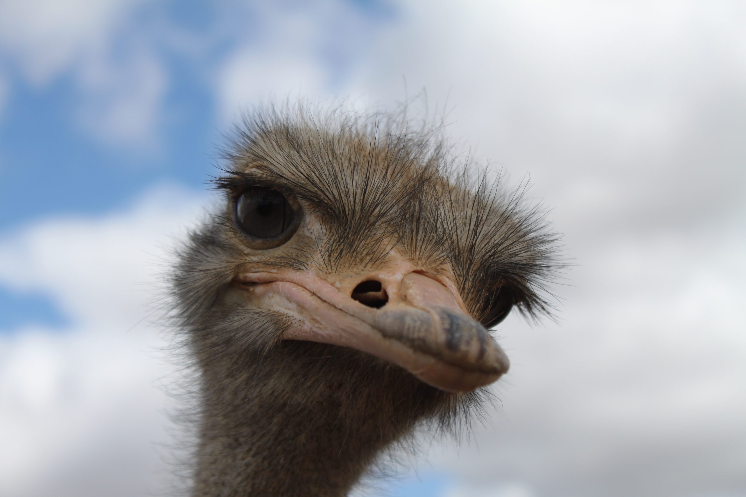 Western Cape Ostrich Industry gives Diplomats a taste of Ostrich ...