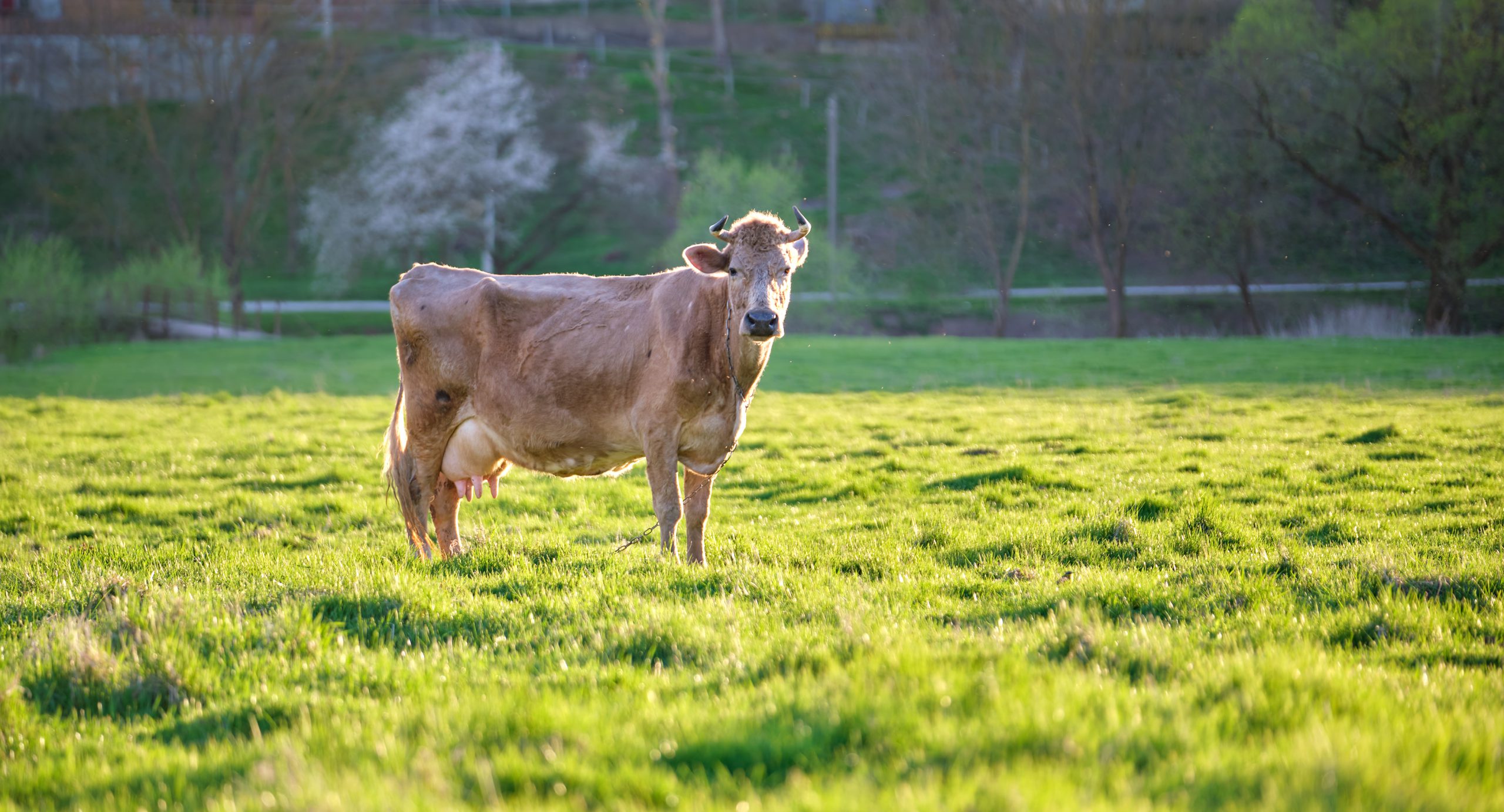 Know your responsibilities when moving livestock in South Africa ...