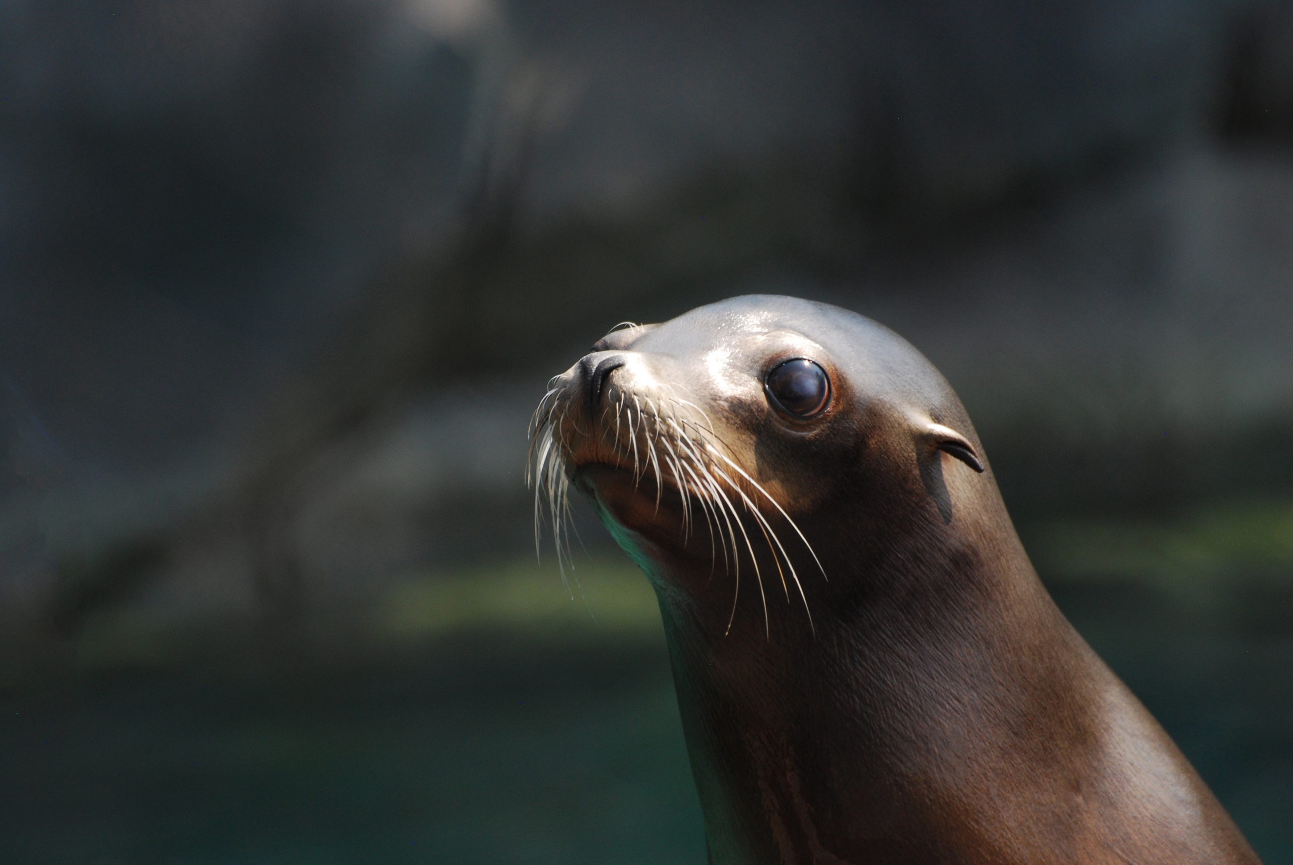 Rabies confirmed in a seal from Cape Town - Report Seal Bites - Western ...